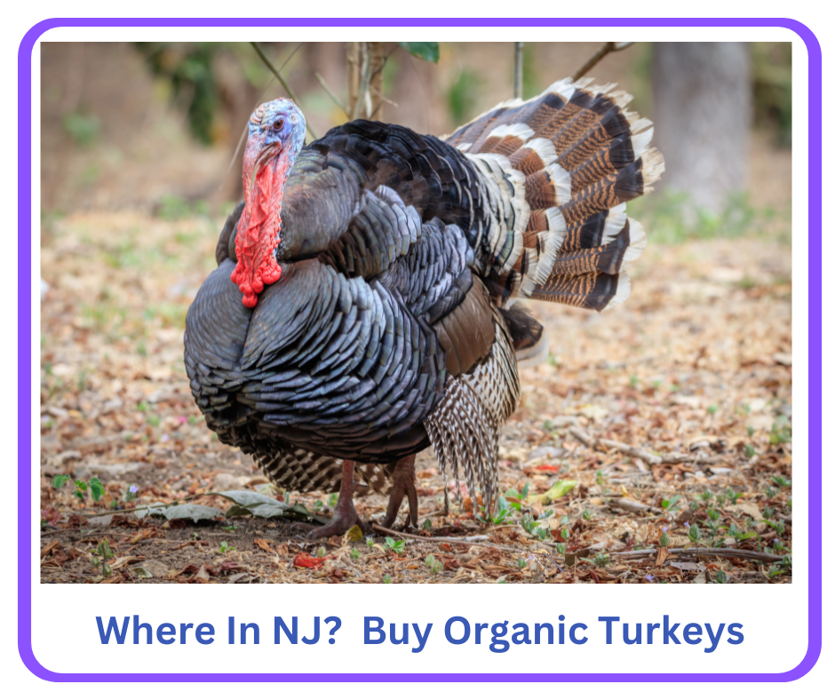 Top Ten Thanksgiving Weekend Events in New Jersey