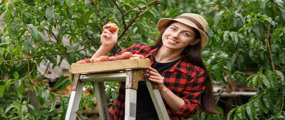 Your Guide To The Best Peach Picking Farms In New Jersey Your Guide To The Best Peach Picking Farms In New Jersey